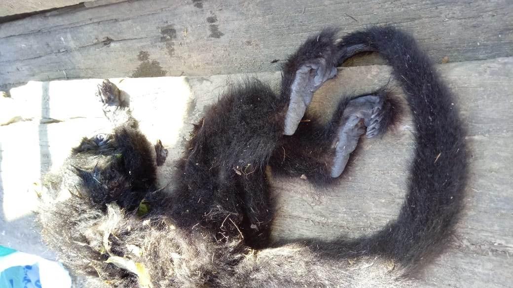 Macaco é encontrado morto no interior de Ituporanga - Rádio Sintonia FM