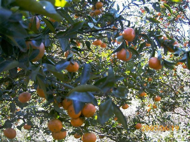 Implantação e manejo de pomares: técnico dá dicas sobre os cuidados ...